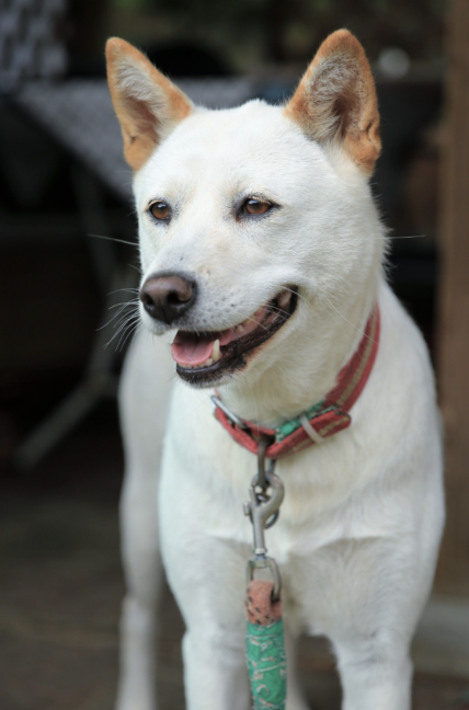 The Korean Jindo Dog is a National Treasure With Thousands of Years of History—But You Might ...
